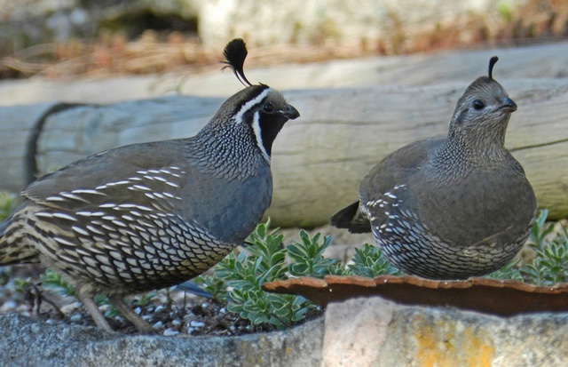 Little Quail | In the Net! – Pictures and Stories of Life