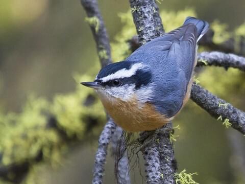 Wordless Wednesday’s Red-Breasted Nuthatch | In the Net! – Pictures and ...