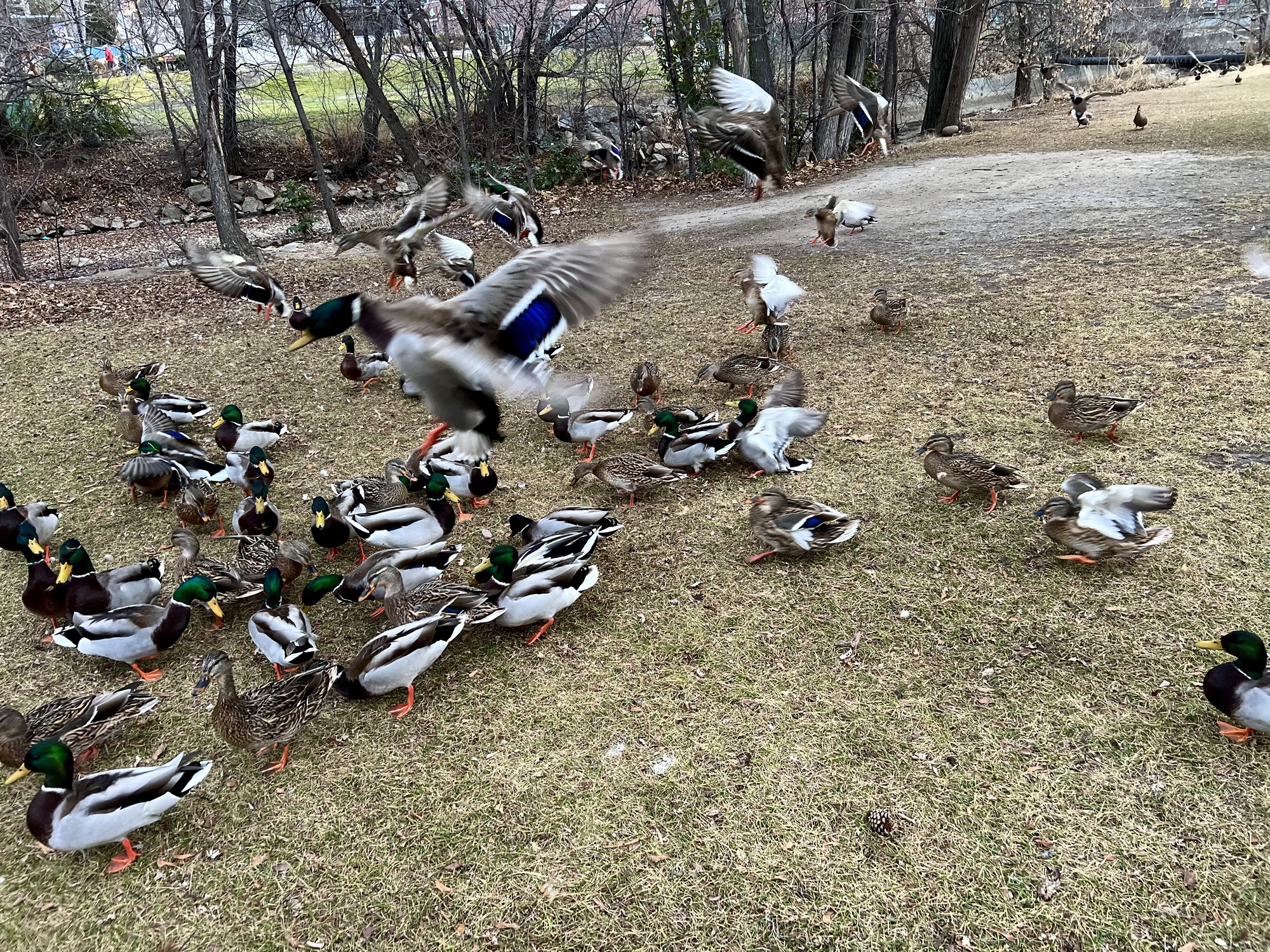 Duck Snacks! | In the Net! – Pictures and Stories of Life