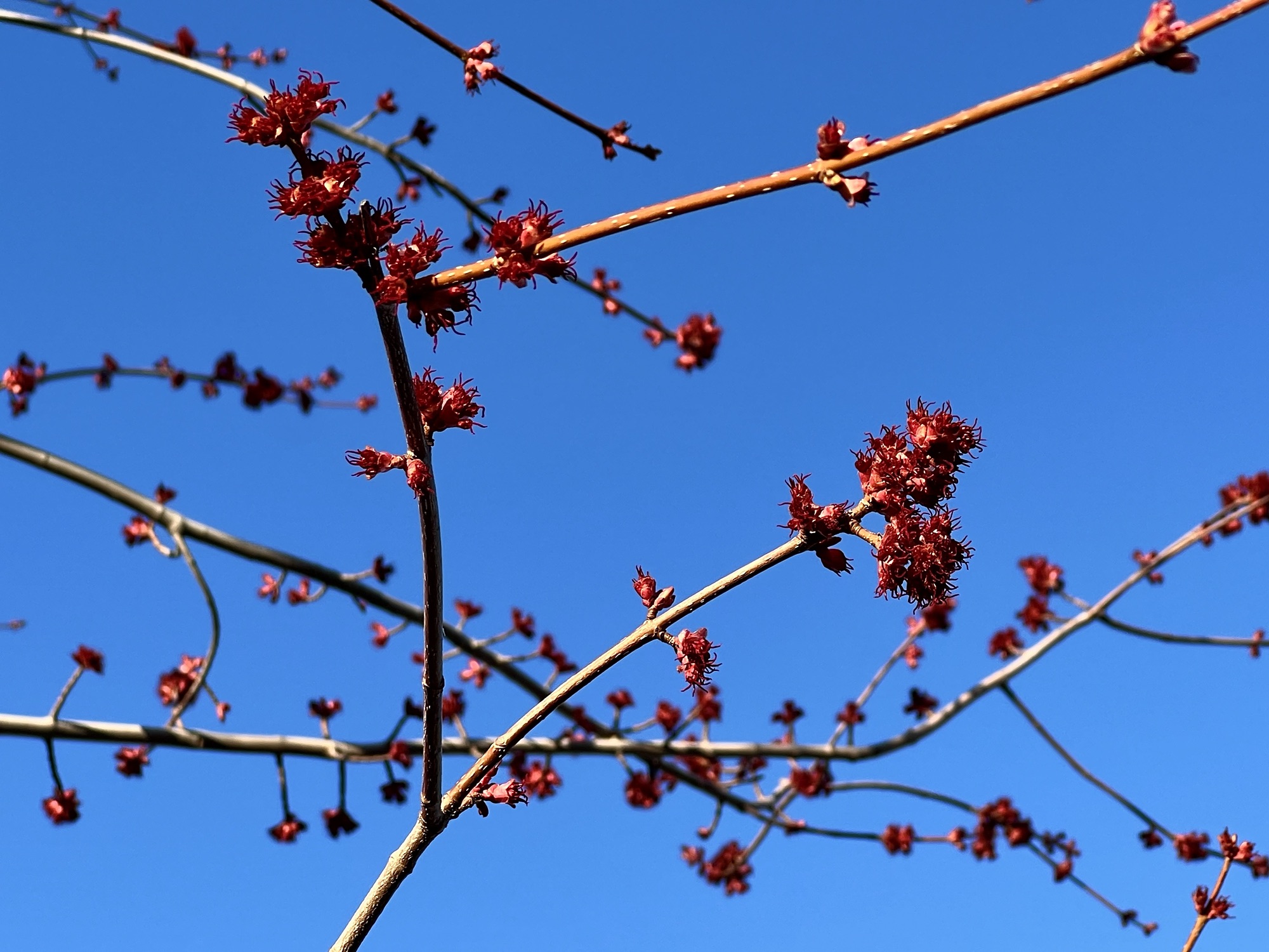 Spring Maples | In the Net! – Pictures and Stories of Life