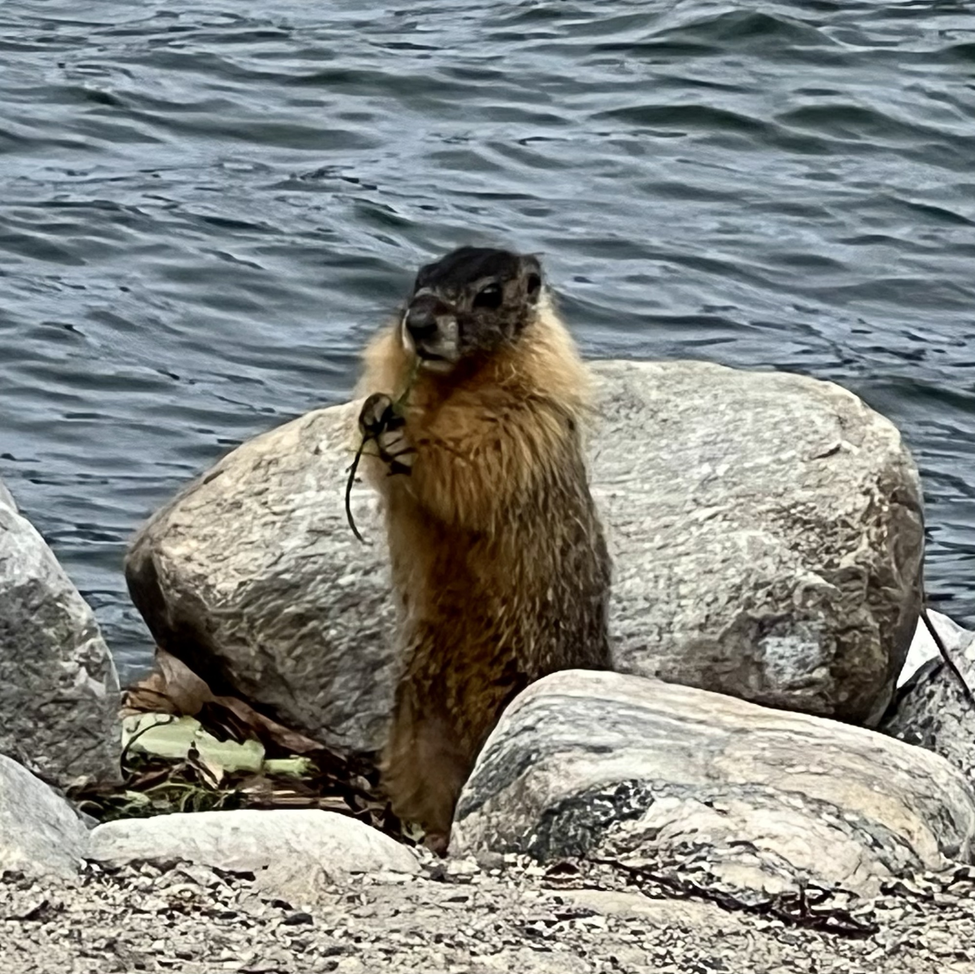 Marmot Sightings | In the Net! – Pictures and Stories of Life