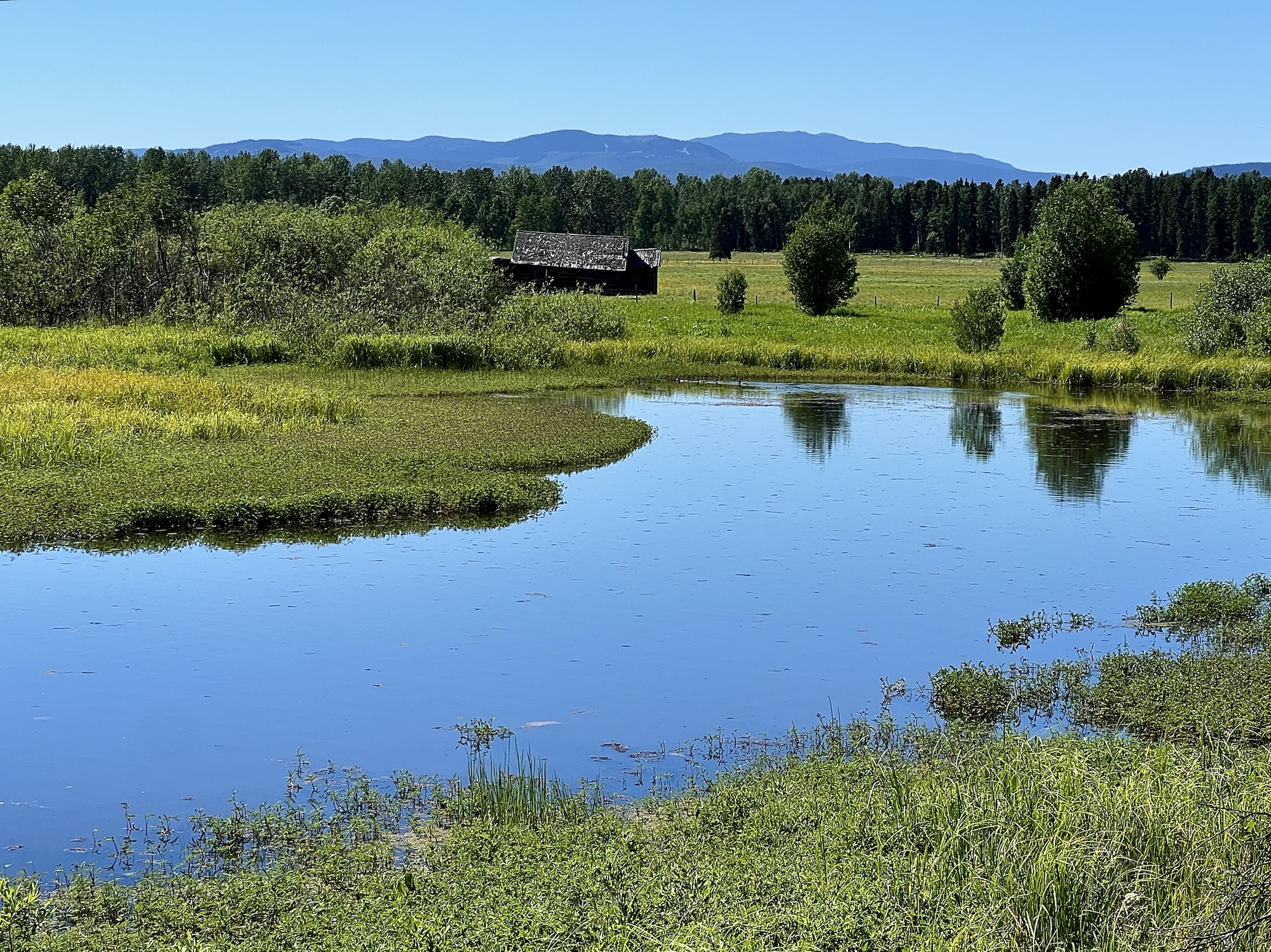 Summer Tranquility | In the Net! – Pictures and Stories of Life
