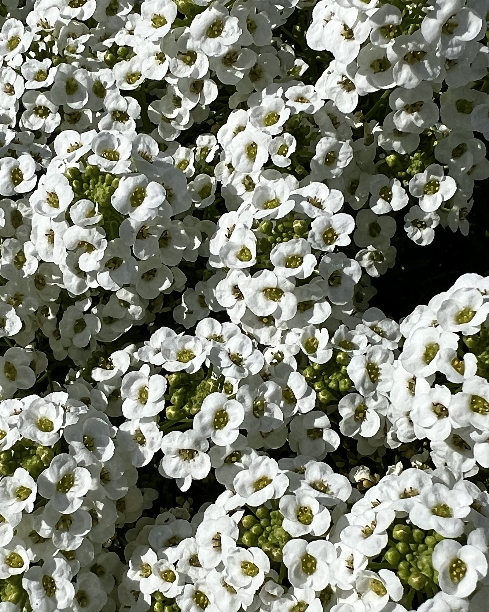 September 13’s Friday Fleurday | In the Net! – Pictures and Stories of Life