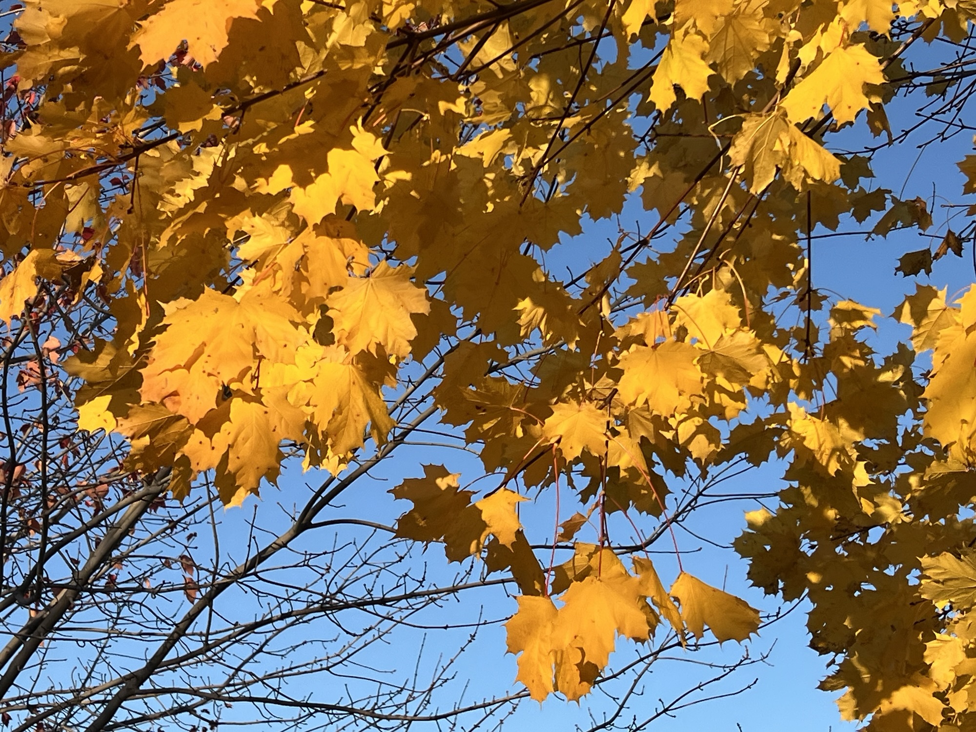 Maple Sights | In the Net! – Pictures and Stories of Life