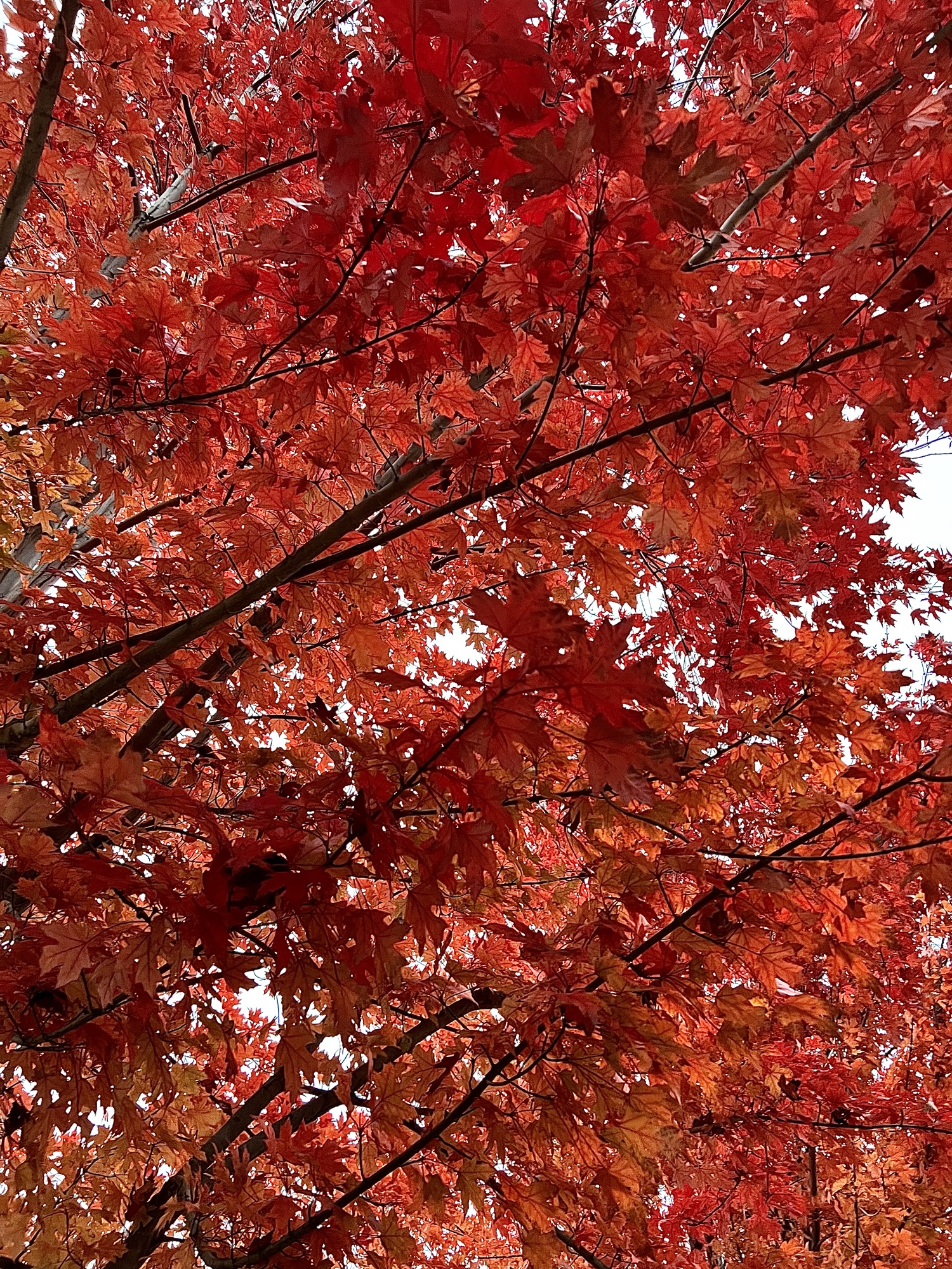 Goodbye, Mr Trudeau | In the Net! – Pictures and Stories of Life