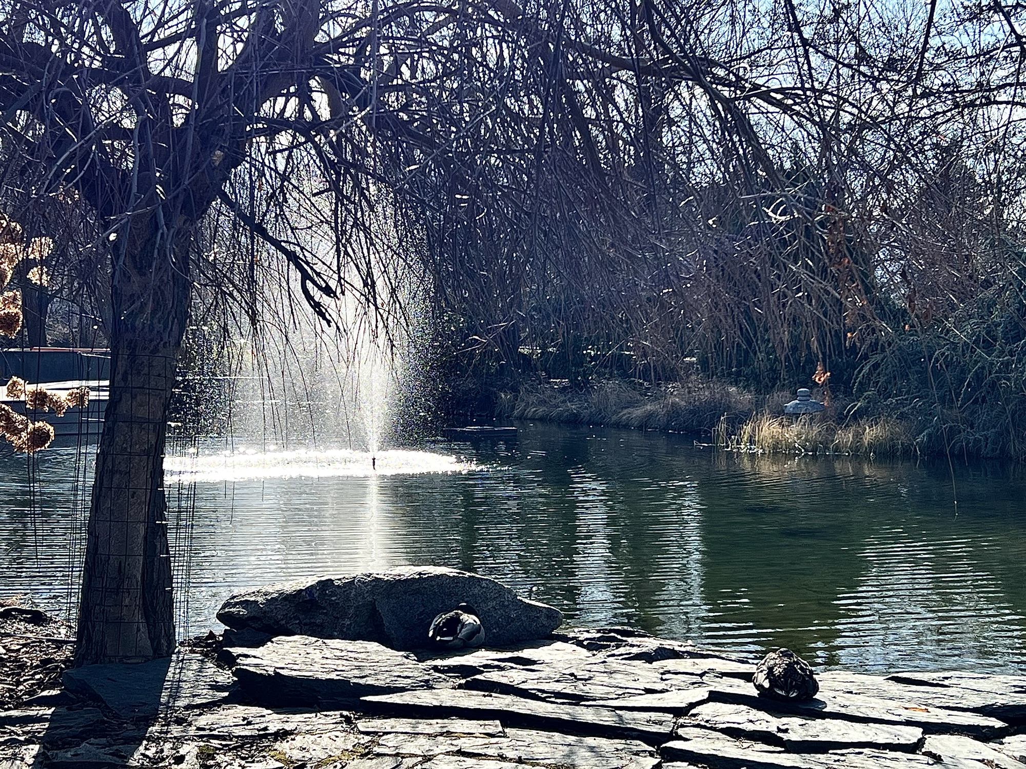 Spring Ducks | In the Net! – Pictures and Stories of Life