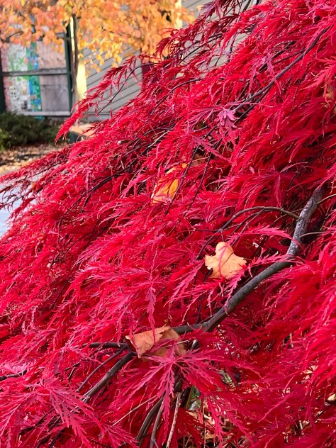 Lace Leaf Maples | In the Net! – Pictures and Stories of Life