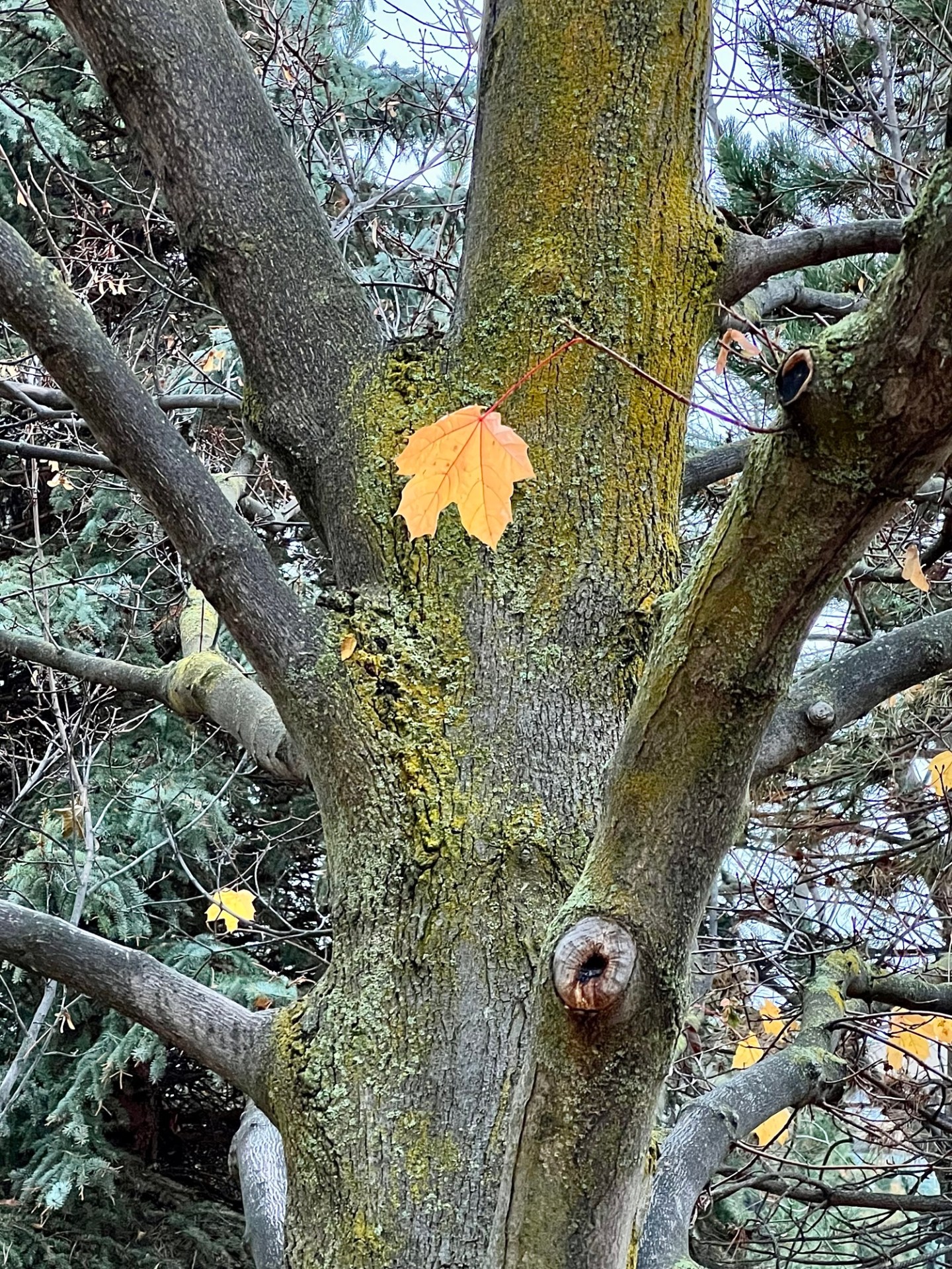 Lonely Leaf | In the Net! – Pictures and Stories of Life