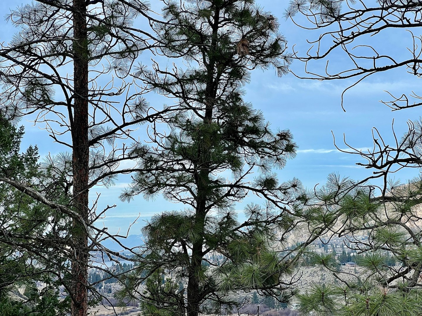 Mountain Ramble | In the Net! – Pictures and Stories of Life